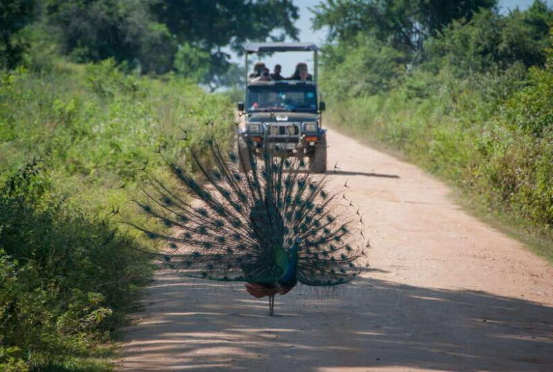 From Colombo/Negombo: Wilpattu National Park 4x4 Safari Tour - Easy Pickup and Introduction to the Day