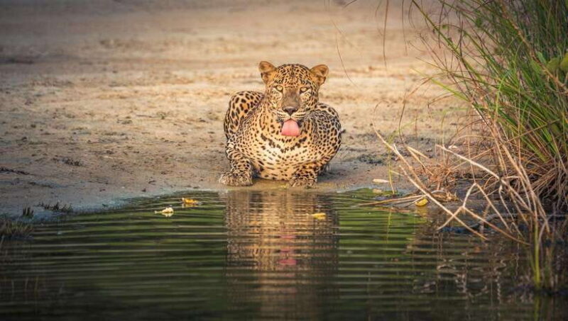 From Colombo/Negombo: Wilpattu National Park 4x4 Safari Tour - Journey to Wilpattu National Park