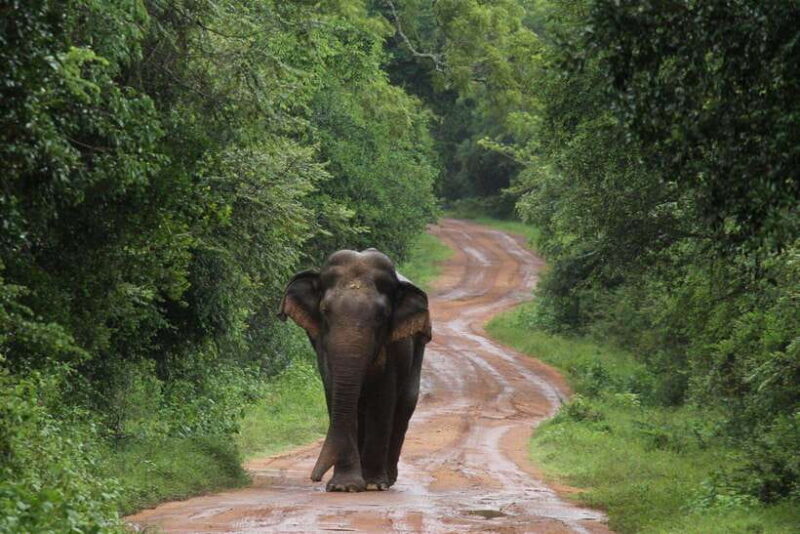 From Colombo/Negombo: Wilpattu National Park 4x4 Safari Tour - Return Journey and Final Thoughts