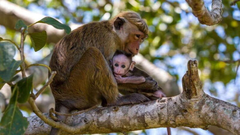 From Colombo/Negombo: Wilpattu National Park 4x4 Safari Tour - Practical Details and Tips