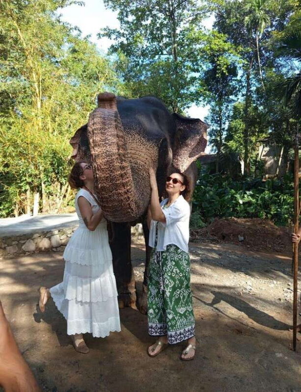 From Colombo or Negombo: Pinnawala, Kandy & Tea Factory Tour - An All-in-One Sri Lankan Experience in Just One Day