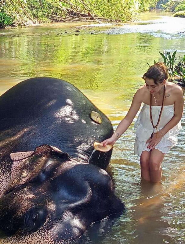 From Colombo or Negombo: Pinnawala, Kandy & Tea Factory Tour - What to Pack and Keep in Mind