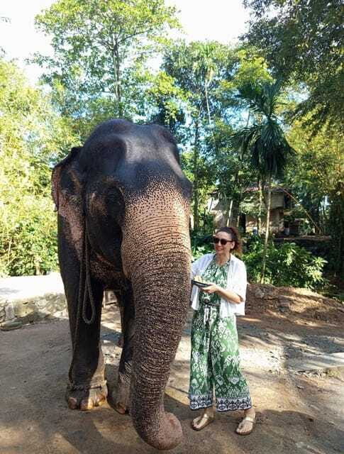 From Colombo or Negombo: Pinnawala, Kandy & Tea Factory Tour - Who Should Consider This Tour?