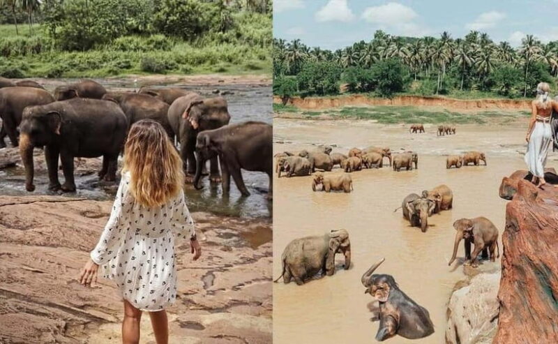 From Colombo: Pinnawala & Tea factory with Kandy Hotel Drop - What’s Missing or to Consider