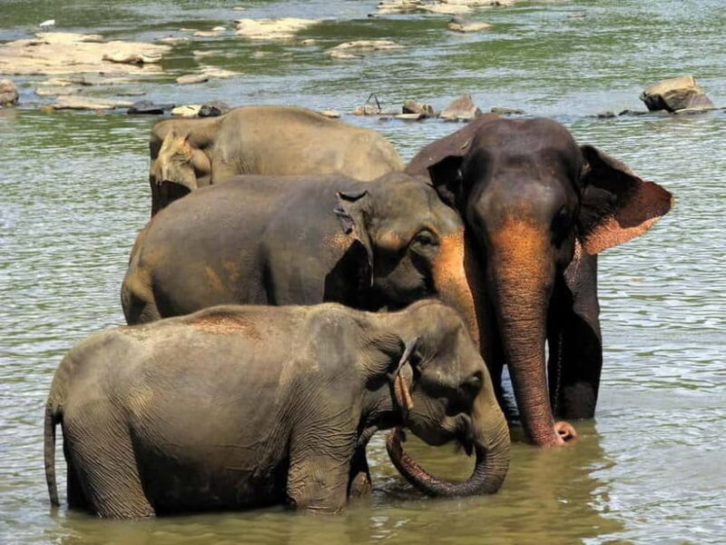 From Colombo: Pinnawala & Tea factory with Kandy Hotel Drop - Summing Up: Is This Tour Right for You?