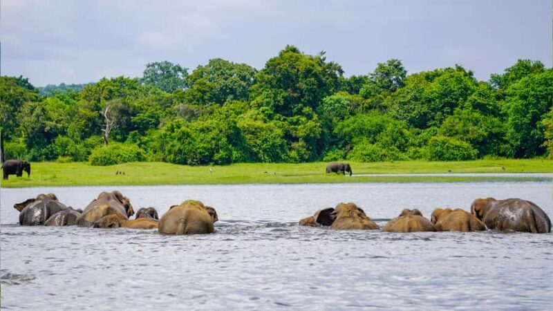 From Colombo: Private 2-Day Trip Dambulla, Sigiriya & Safari - What the Reviews Say