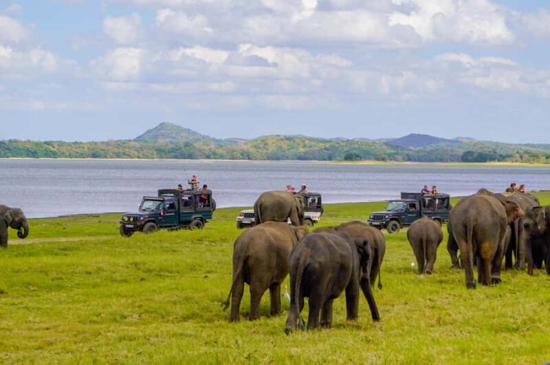 From Colombo: Private 2-Day Trip Dambulla, Sigiriya & Safari - FAQ