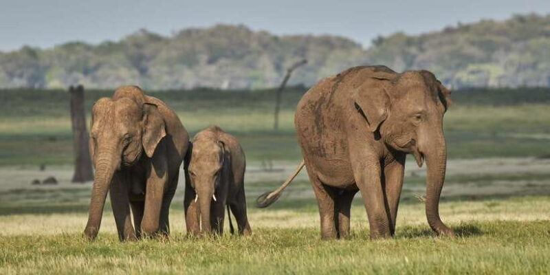 From Colombo: Private Minneriya National Park Day Safari - Key Points