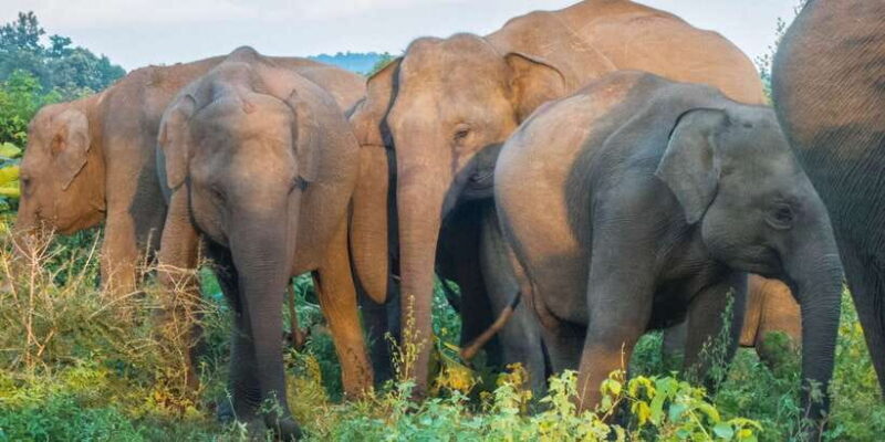 From Colombo: Private Minneriya National Park Day Safari - Lunch and Rest Breaks
