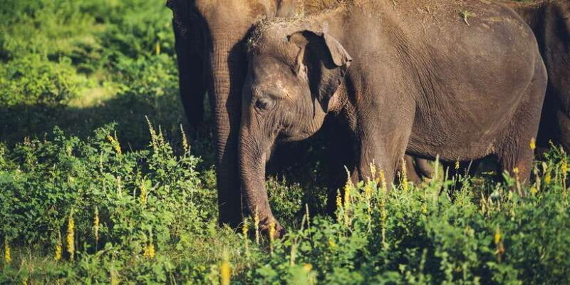 From Colombo: Private Minneriya National Park Day Safari - Returning to Colombo
