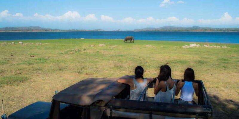 From Colombo: Private Minneriya National Park Day Safari - Is this Tour Worth the Price?