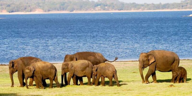 From Colombo: Private Minneriya National Park Day Safari - Who Will Love This Tour?