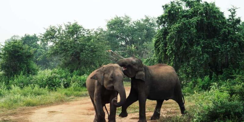 From Colombo: Private Minneriya National Park Day Safari - Final Thoughts