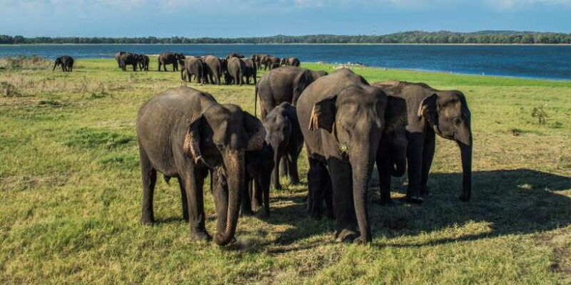 From Colombo: Private Minneriya National Park Day Safari - FAQ