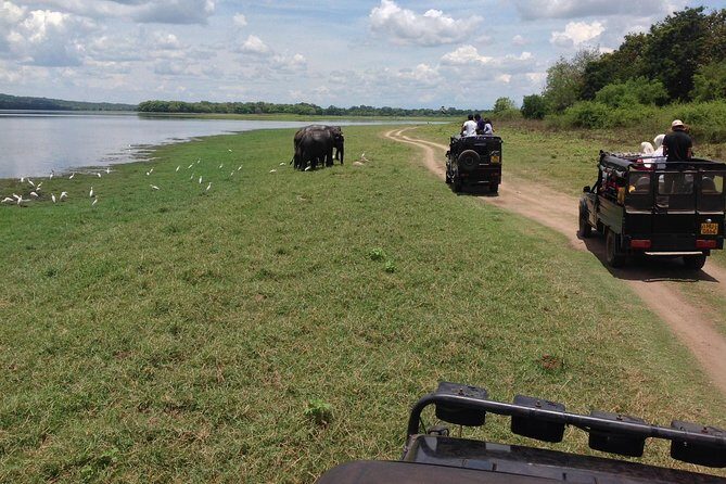 From Colombo: Sigiriya Rock, Dambulla & National park safari - Analyzing the Value