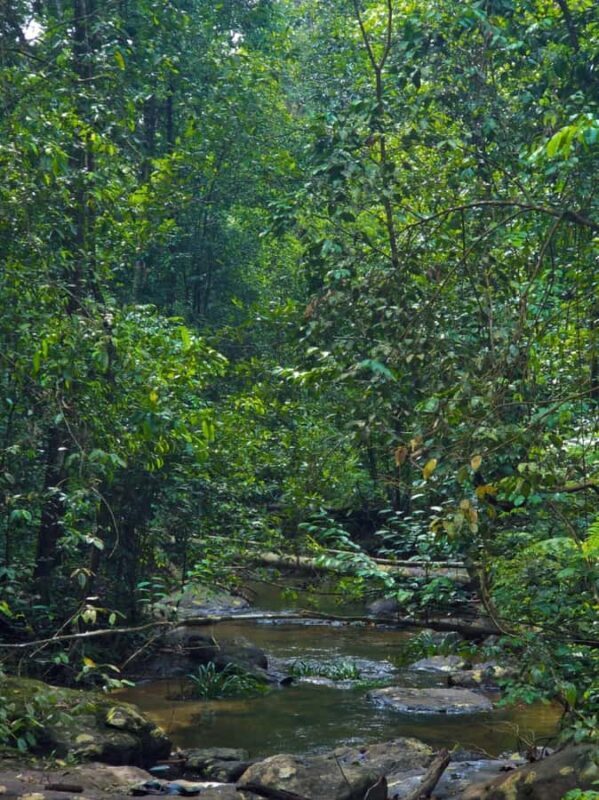 From Colombo: Sinharaja Kithul Toddy Tasting & Stream Bath - Scenic Stop at Doovili Ella Waterfall