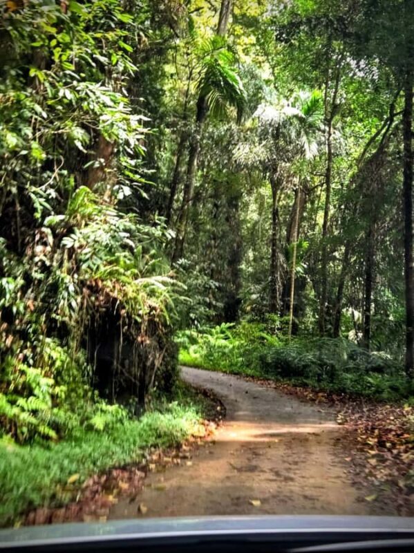 From Colombo: Sinharaja Kithul Toddy Tasting & Stream Bath - Who Is This Tour Best For?