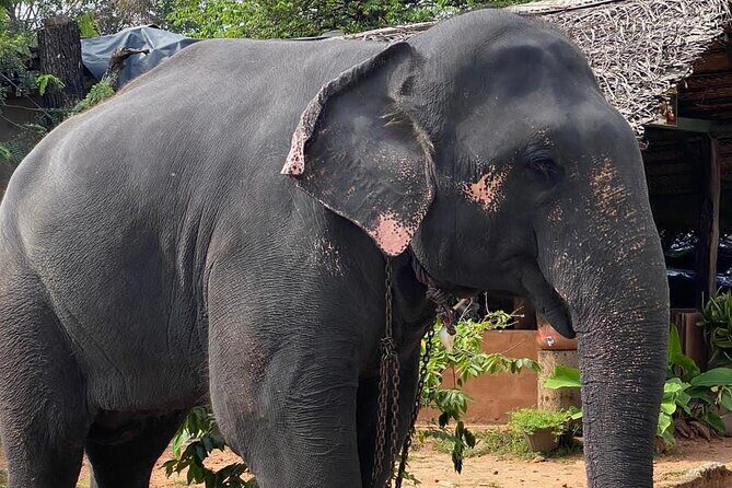 From Colombo to Sigiriya Fortress, Dambulla & Minneriya Safari - Who Will Love This Tour?