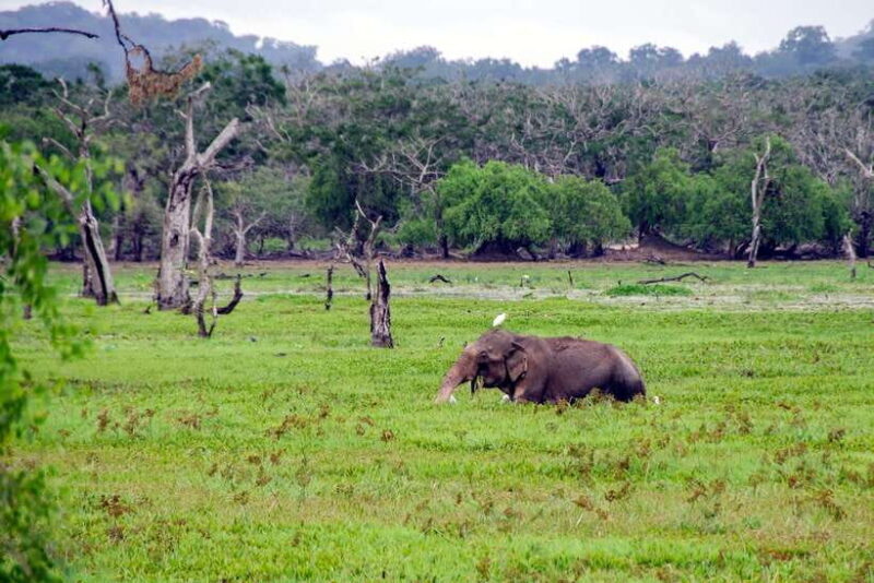 From Colombo to Yala 6-Day Private Trip with 21-Sites - Introduction