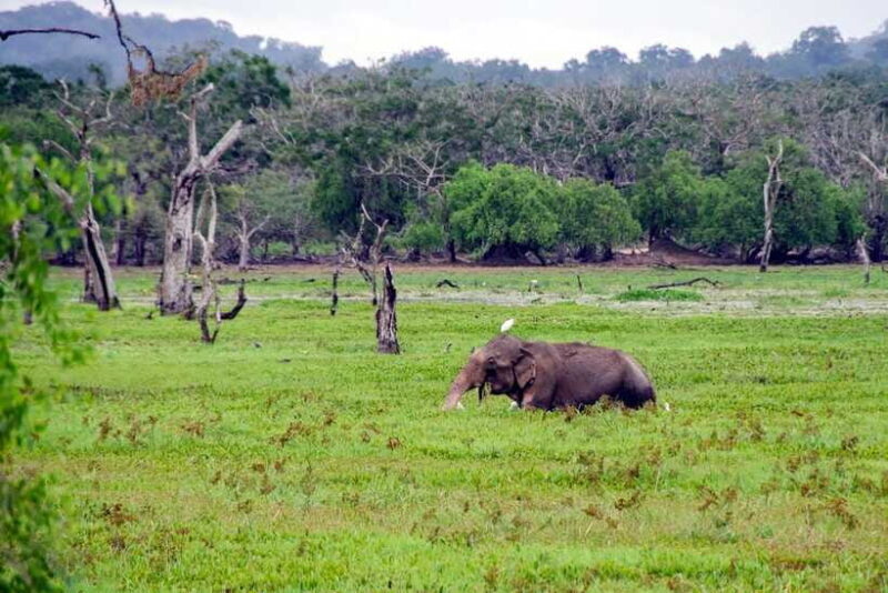 From Colombo to Yala 6-Day Private Trip with 21-Sites - Who This Tour Is Best For