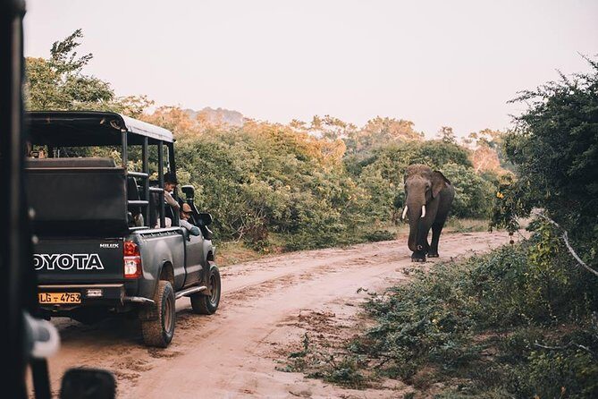 From Colombo: Udawalawa National Park Wildlife Safari - The Experience in Detail