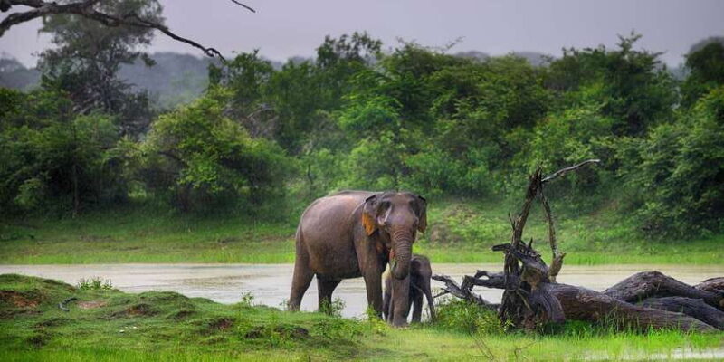 From Colombo: Udawalawa Safari & Elephant Transit Home Tour - Key Points