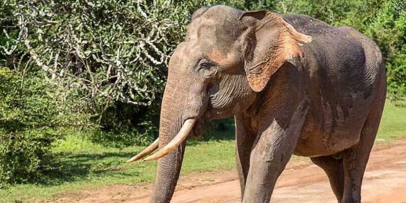 From Colombo: Udawalawa Safari & Elephant Transit Home Tour - Practical Details and Tips