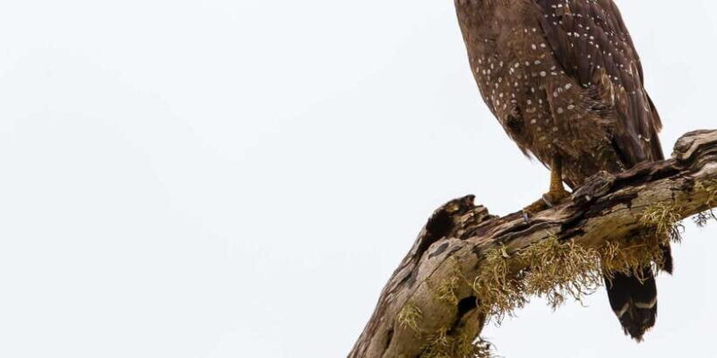 From Colombo: Udawalawa Safari & Elephant Transit Home Tour - The Sum Up