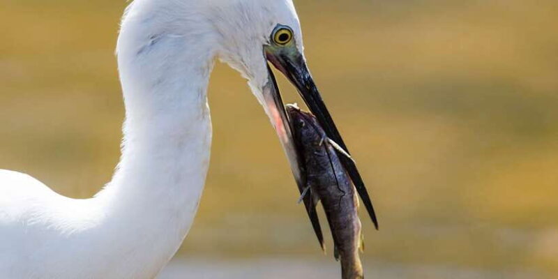 From Colombo: Udawalawa Safari & Elephant Transit Home Tour - FAQ