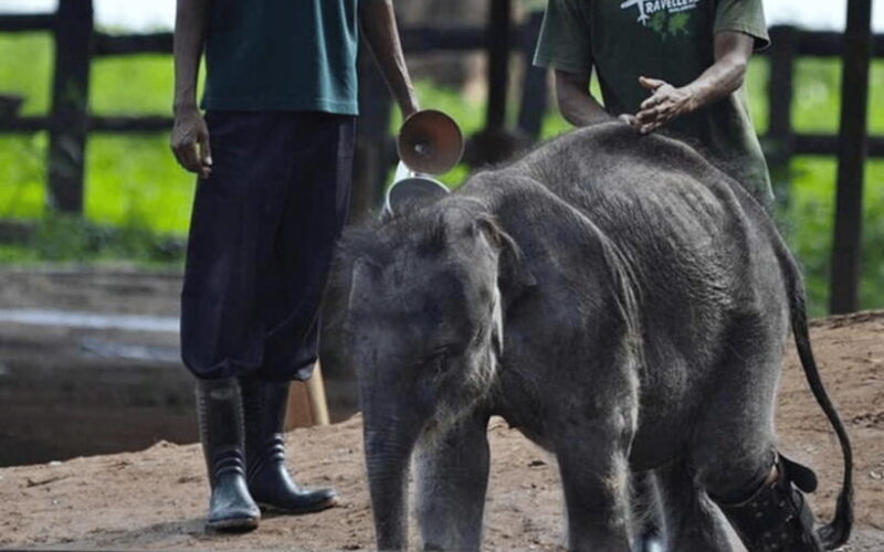 From Colombo: Udawalawe Park and Elephants Orphanage - An In-Depth Look at the Tour Experience