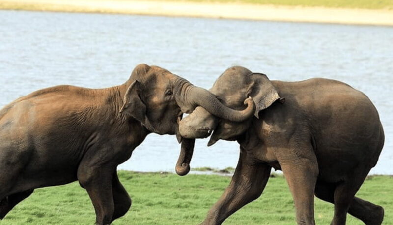 From Colombo: Udawalawe Park and Elephants Orphanage - Who Will Enjoy This Tour?