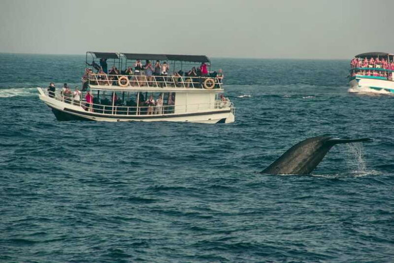 From Colombo: Whale Watching Tour with Breakfast & Transfers - Value for Money
