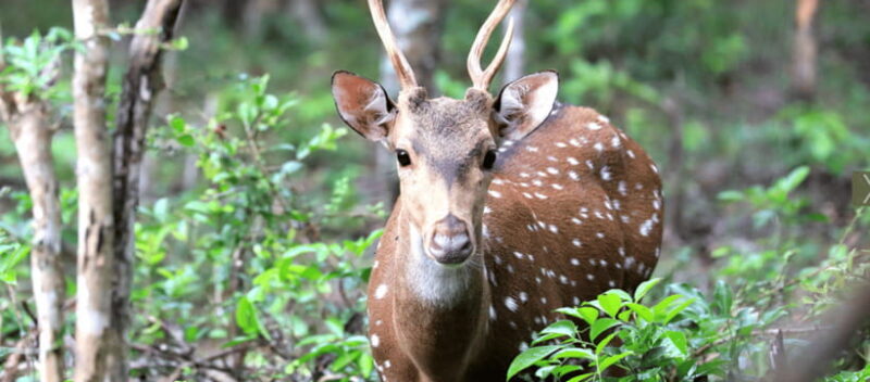 From Colombo: Wilpattu National Park Safari - Discover Wilpattu National Park on a Day Safari from Colombo