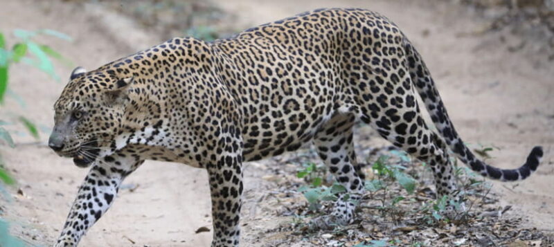 From Colombo: Wilpattu National Park Safari - Unpacking the Wilpattu National Park Safari