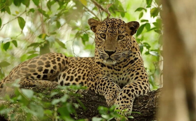 From Colombo: Wilpattu National Park Safari - Who Should Consider This Tour?
