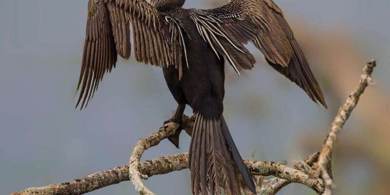 From Colombo: Yala National Park 4x4 Safari with Transfers - What Past Travelers Say