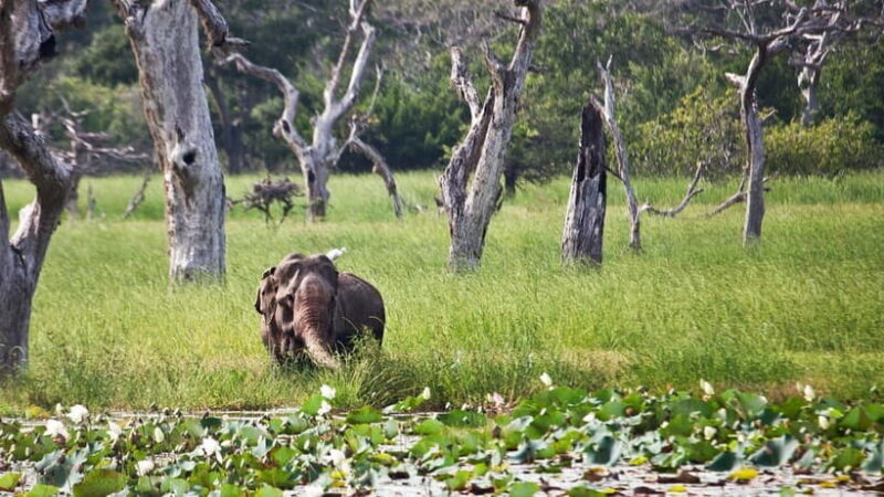From Colombo: Yala National Park Private Jeep Safari - The Sum Up: Is This Tour Worth It?