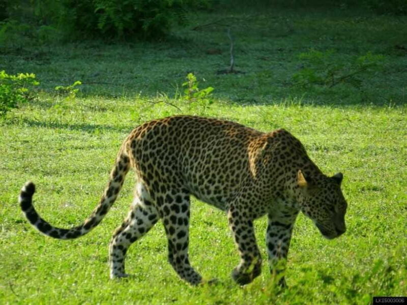 From Colombo: Yala National Park Private Jeep Safari - FAQs