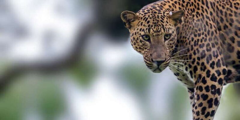 From Colombo: Yala National Park Safari with Transfer - The Itinerary: What You Can Expect