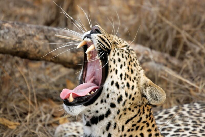 From Colombo: Yala National Park Safari with Transfer - Why You Should Consider This Tour