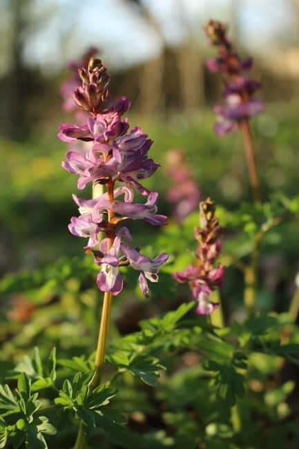 From Copenhagen: Lund and Dalby guided hike in national park - An Authentic Day in Swedish Nature and Culture