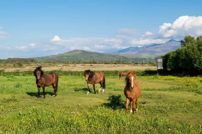 From Cork: Ring of Kerry & Killarney Guided Full Day Tour - FAQ