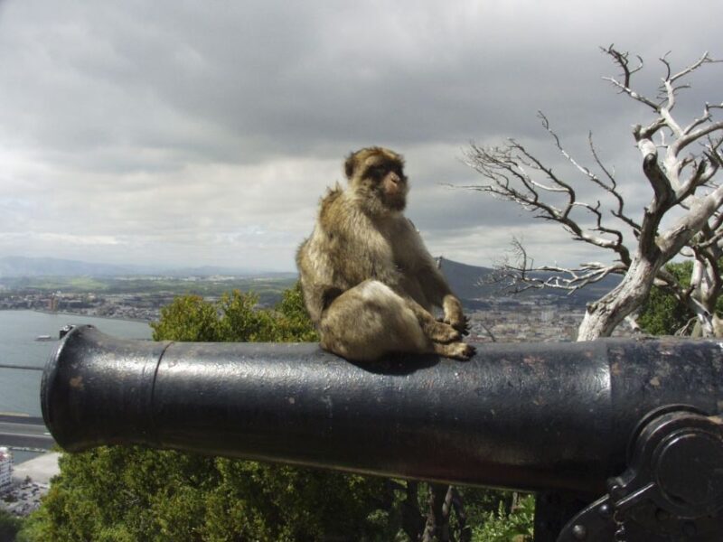 From Costa del Sol: Day Trip to Gibraltar with Guided Tour - The Journey Begins: From Costa del Sol to Gibraltar
