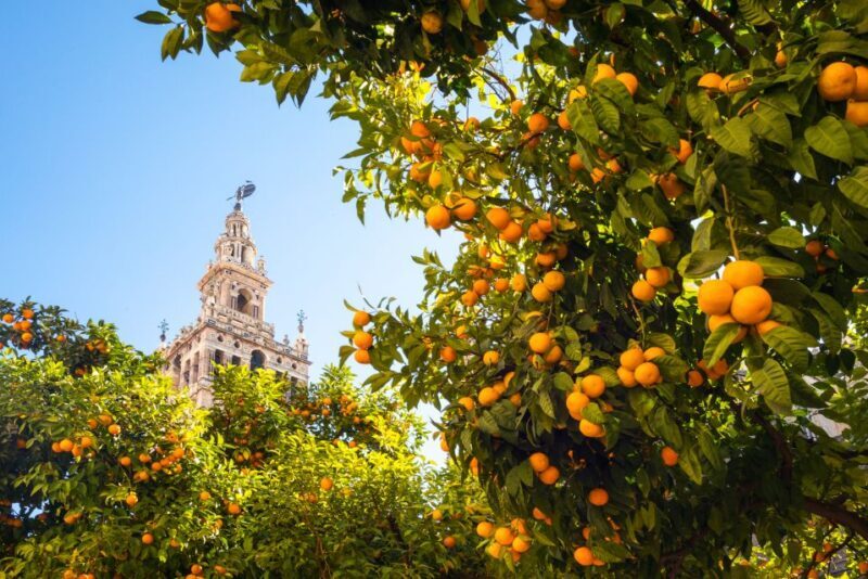From Costa del Sol: Seville Day Trip - Authentic Experience & Tips