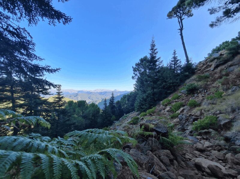 From Costa del Sol: Sierra Bermeja Private Hiking Tour - FAQ