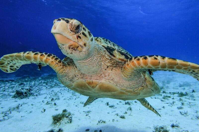 From Cozumel: 3 Reefs Boat Tour with Drinks and Snorkeling - Key Points