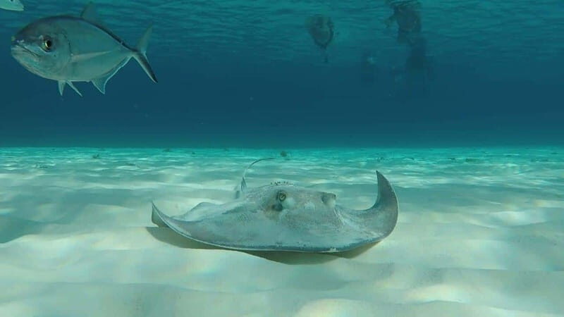 From Cozumel: 3 Reefs Boat Tour with Drinks and Snorkeling - Who Should Consider This Tour?