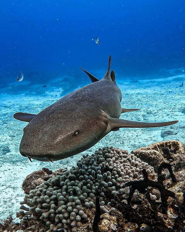 From Cozumel: Double Tank Scuba Diving for Certified Divers - Who is this tour best for?