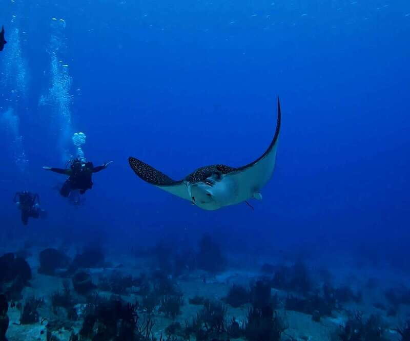 From Cozumel: Double Tank Scuba Diving for Certified Divers - FAQ