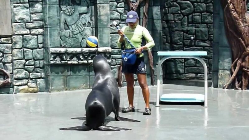 From Cozumel: Official Chankanaab Park Day Pass and Snorkel - An Authentic and Relaxed Beach Day at Chankanaab